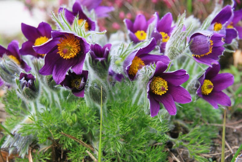 Eastern pasqueflower stock image. Image of flower, pasqueflower - 53745039