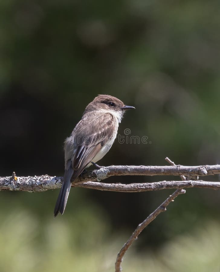 Eastern Phoebe Perching on a Sunlit Branch Stock Photo - Image of avian ...