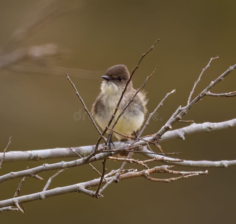Eastern Phoebe Bird Perched on a Branch of a Tree Stock Photo - Image ...