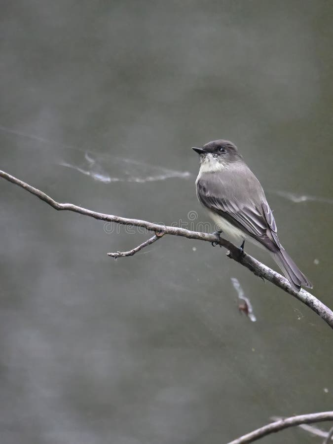 Eastern Phoebe Bird Perched on a Branch of a Tree, with an Array of ...