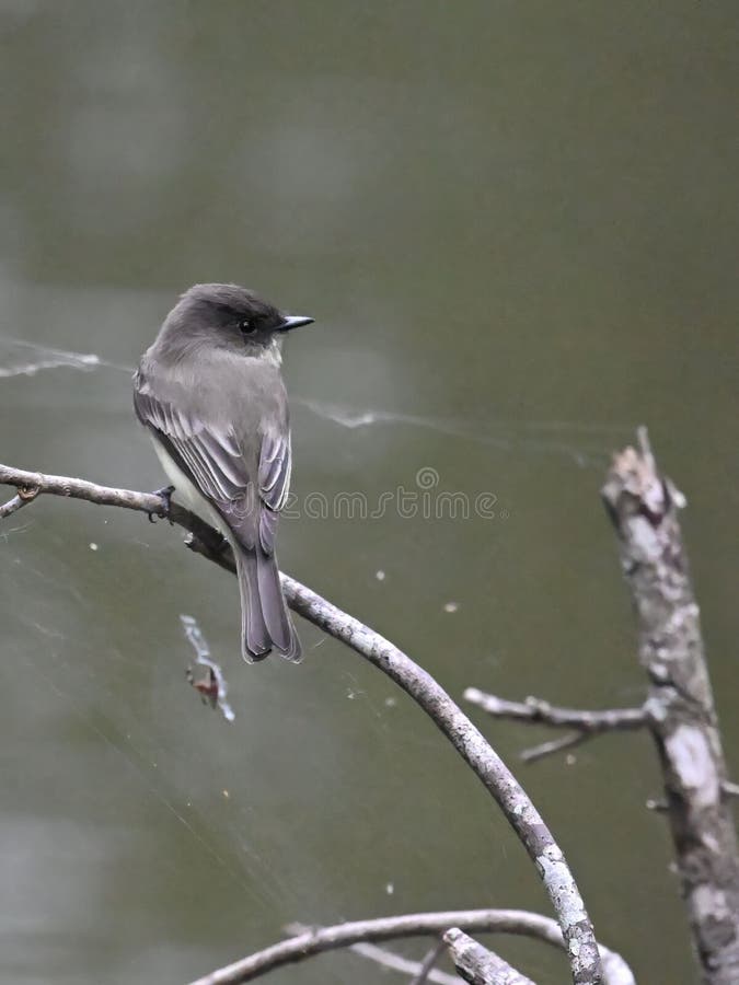 Eastern Phoebe Bird Perched on a Branch of a Tree, with an Array of ...