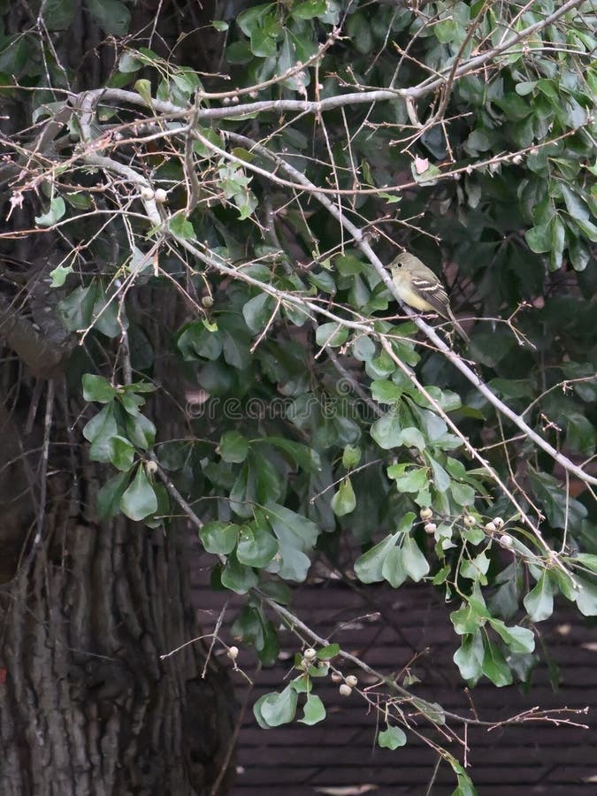 Eastern Phoebe Bird Perched on a Branch of a Tree, with an Array of ...