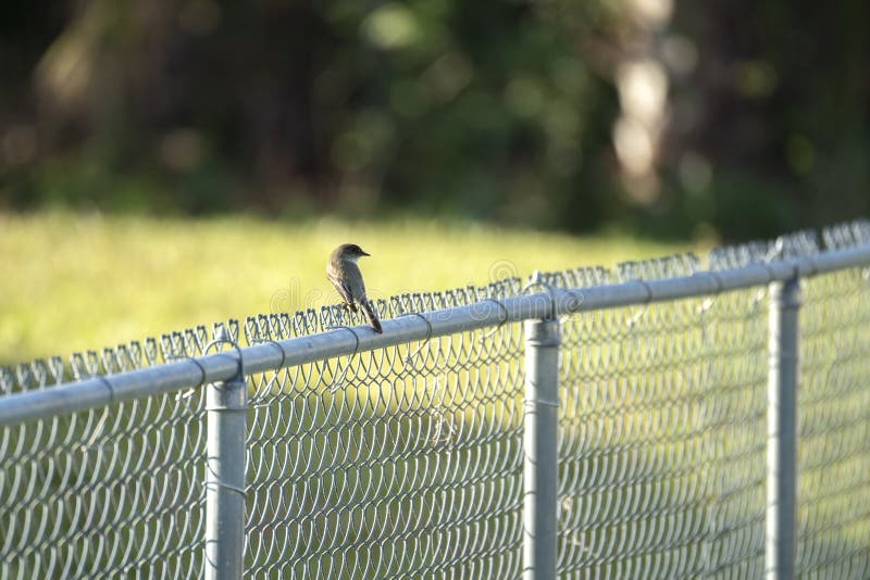An Eastern Phoebe Bird Perched on a Fence on Summer Florida Backyard ...