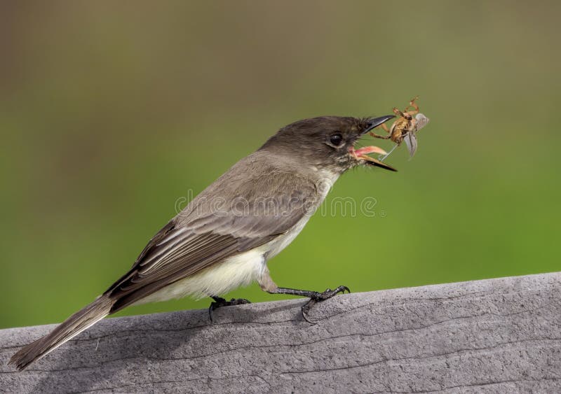 Eastern Phoebe Bird Perched on a Wall Catching a Fly with Its Beak ...