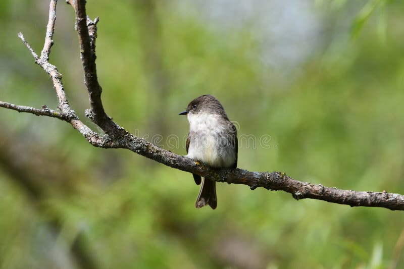 Eastern Phoebe Bird Sits Perched on a Branch Stock Photo - Image of ...