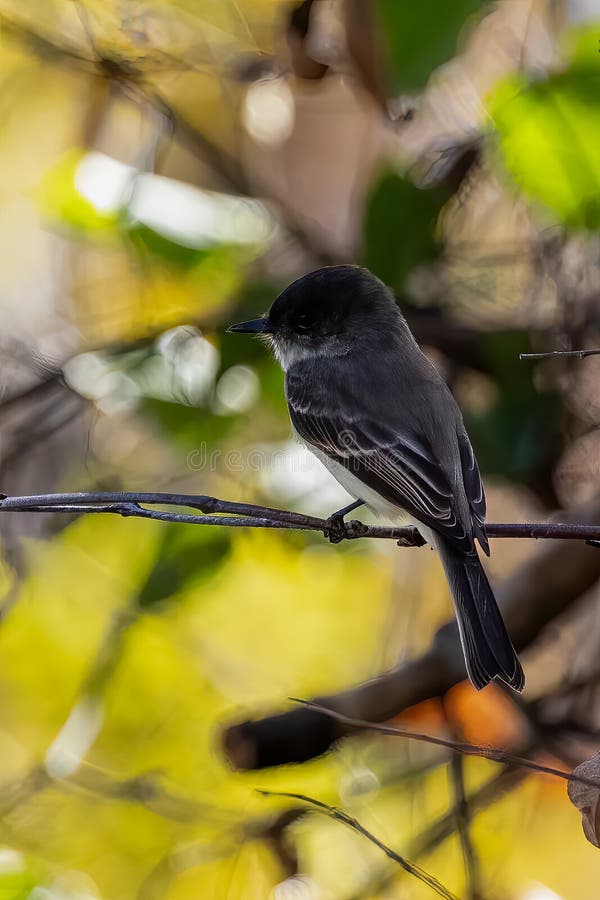 Eastern Phoebe on a branch stock photo. Image of eastern - 299904560