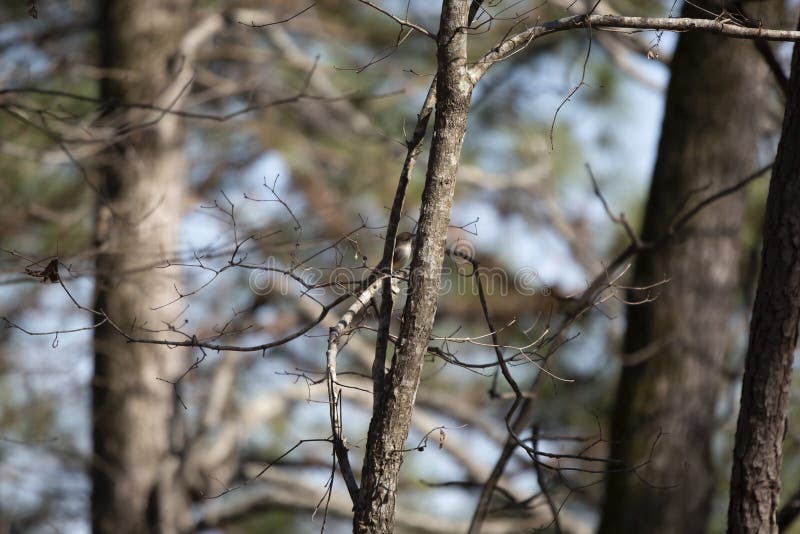 Eastern Phoebe Foraging stock photo. Image of ecology - 253430250