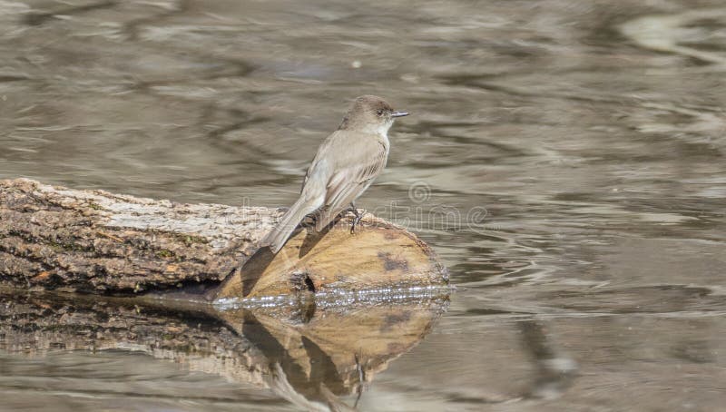 Eastern Phoebe Perched on a Log by the Lake S Edge Stock Photo - Image ...