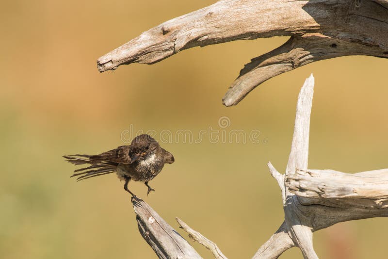 Eastern Phoebe Perched after Taking Bath Stock Photo - Image of branch ...