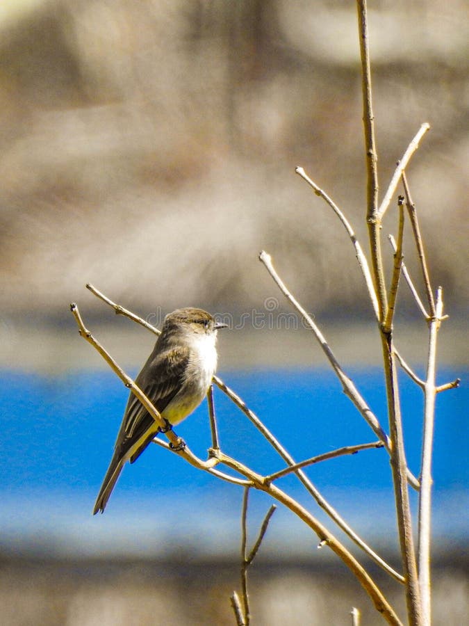 Eastern Phoebe Perching on a Tree Stock Photo - Image of natural ...
