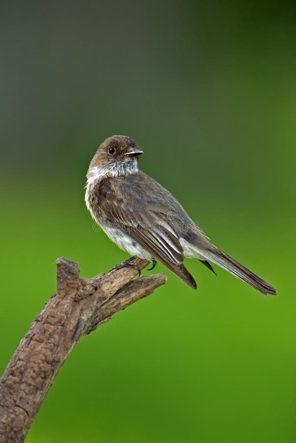 Eastern Phoebe (Sayornis Phoebe) Stock Image - Image of branch, limb ...