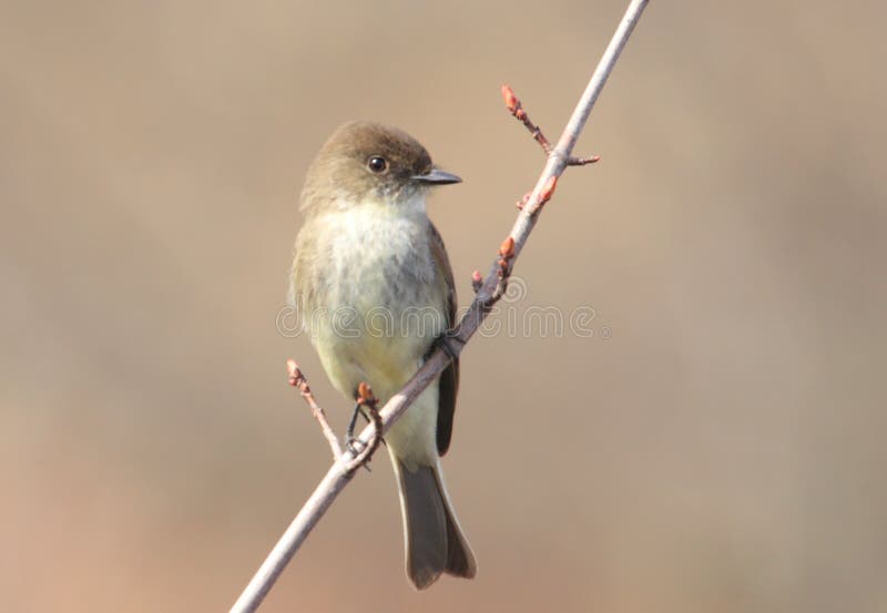 Eastern Phoebe (Sayornis Phoebe) Stock Image - Image of bird, sayornis ...
