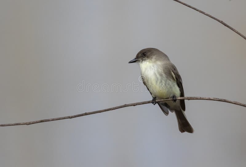 Eastern Phoebe Perched on the Branch Stock Photo - Image of sayornis ...