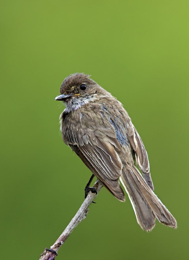 Eastern Phoebe (Sayornis Phoebe) Stock Photo - Image of songbird ...