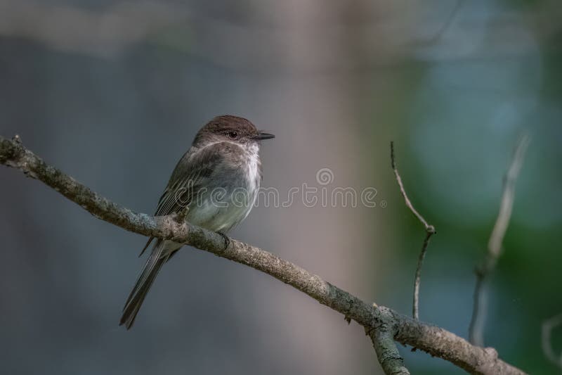 Eastern Phoebe on Tree Branch Stock Photo - Image of habitat, feather ...