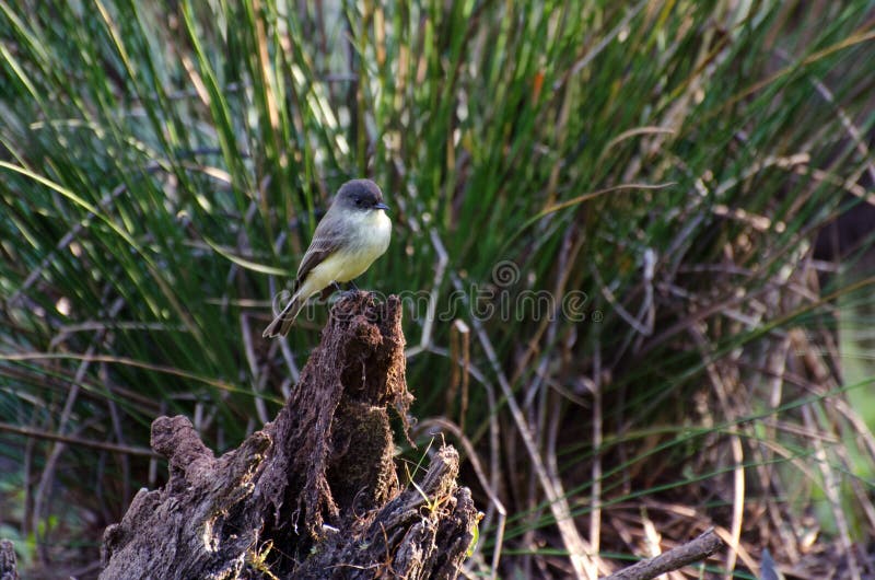Eastern Phoebe stock photo. Image of perch, breast, gander - 79606284