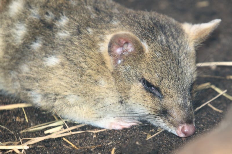 Eastern Quoll Fur Detail, Tasmania Stock Photo - Image of endemic ...