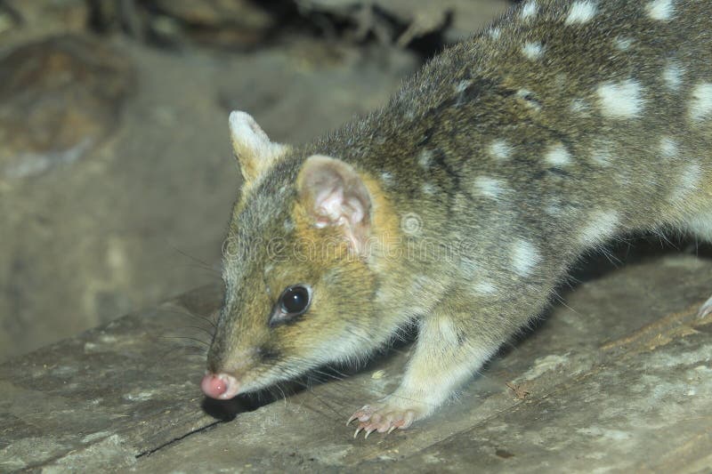 Eastern quoll stock image. Image of animal, nature, adult - 296954349