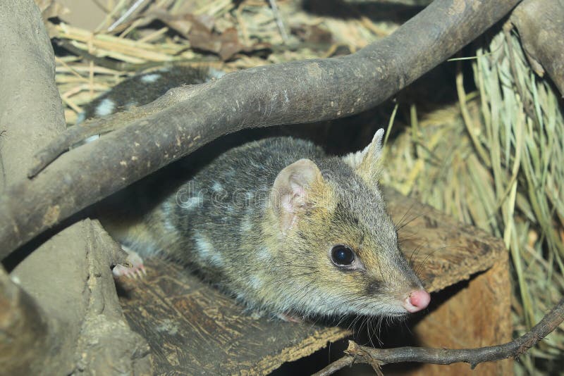 Eastern Quoll Fur Detail, Tasmania Stock Photo - Image of endemic ...