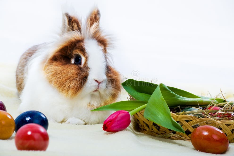 Eastern rabbit stock photo. Image of catholic, holiday - 7491862