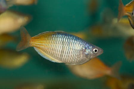 Eastern rainbow fish stock photo. Image of closeup, blue - 7232526