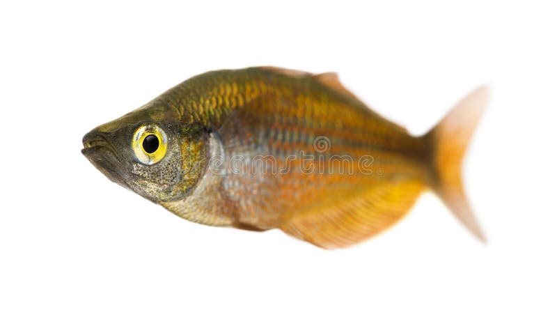 Eastern Rainbowfish, Melanotaenia Splendida Splendida, Isolated Stock ...