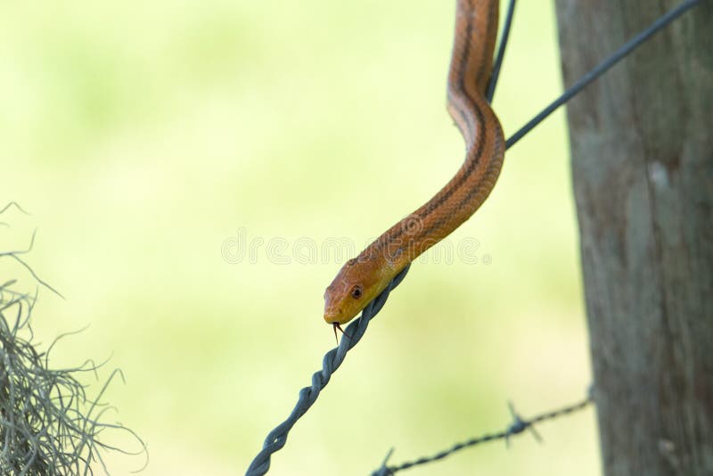 Snake Barbed Wire Stock Photos - Free & Royalty-Free Stock Photos from ...