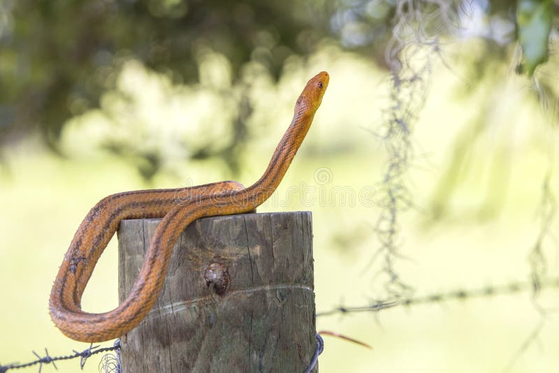 Eastern Rat Snake on a Fence Post Stock Image - Image of slither ...