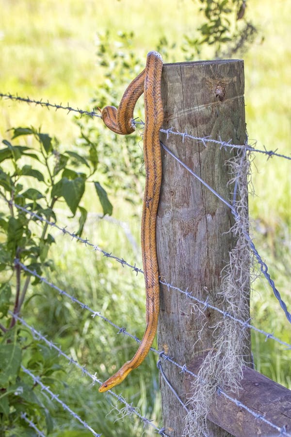 Eastern Rat Snake Slithering Down a Fence Post Stock Photo - Image of ...