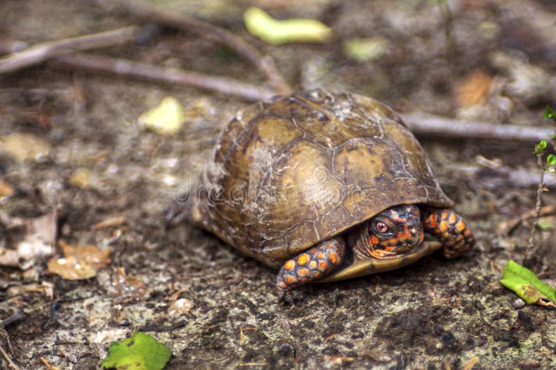 Eastern Red Box Turtle in the Wild Stock Photo - Image of eastern ...