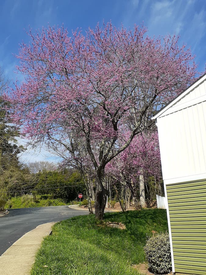 Avl15 stock photo. Image of avl14, eastern, avl15, pink - 177899624