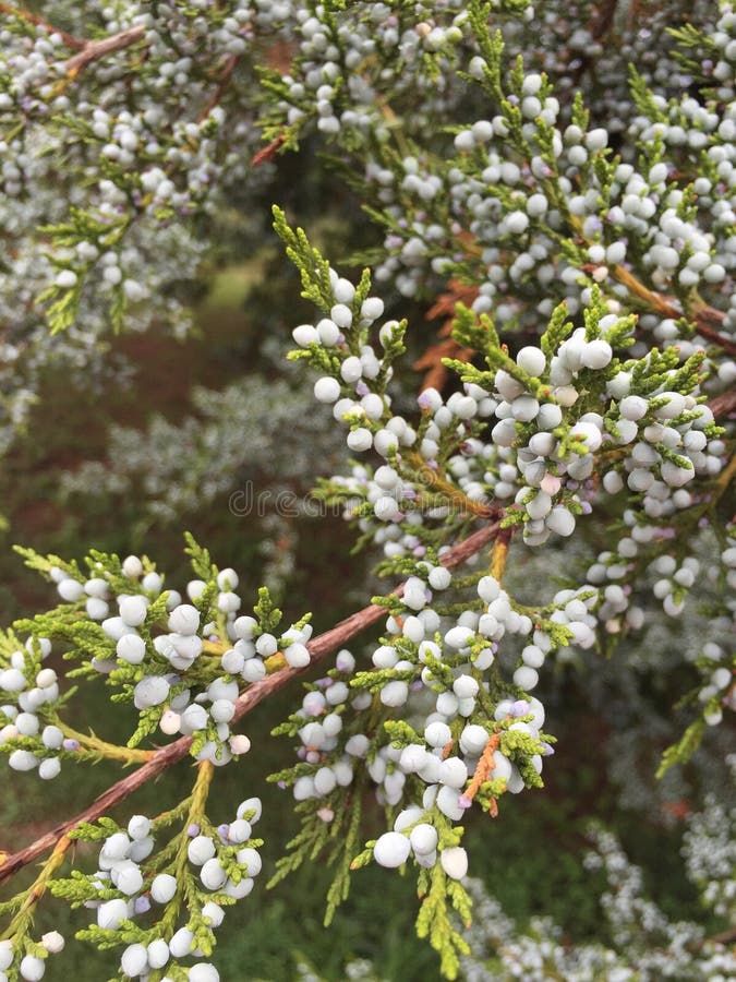 361 Eastern Red Cedar Stock Photos - Free & Royalty-Free Stock Photos ...