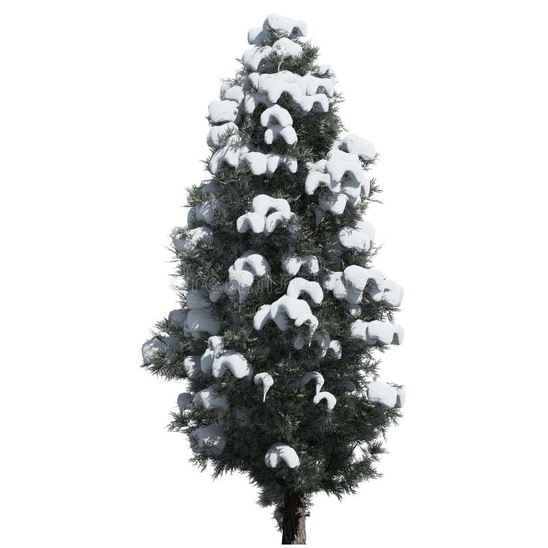 Eastern Red Cedar Snow Covered Tree Front View Isolated on White ...