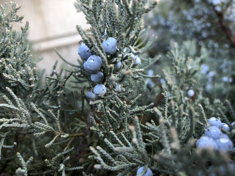 Blue Berries of a Red Cedar Tree Stock Photo - Image of gardening ...