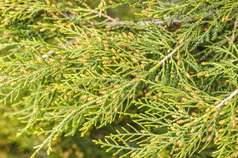 Eastern Red Cedar Tree Showing Pollen Cones in Spring Stock Image ...