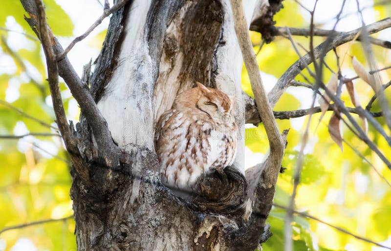 Eastern Red Morph Screech-Owl Megascops Asio in Ash Tree Stock Image ...