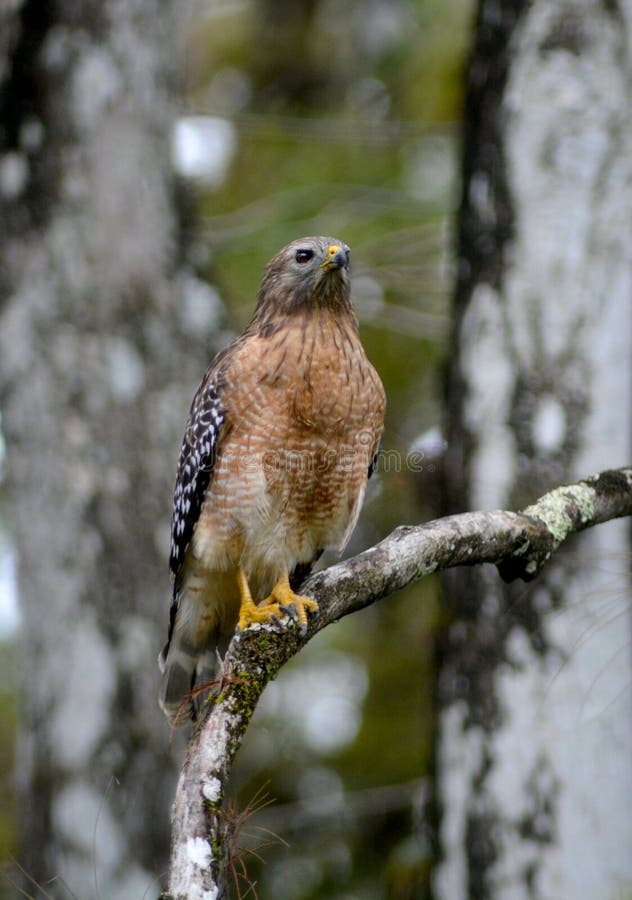 Eastern Red Shoulder Hawk stock photo. Image of male - 79632000