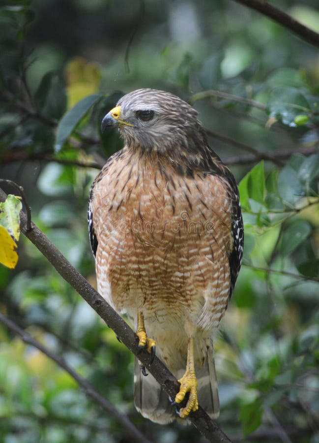 Eastern Red Shoulder Hawk stock photo. Image of male - 79632000