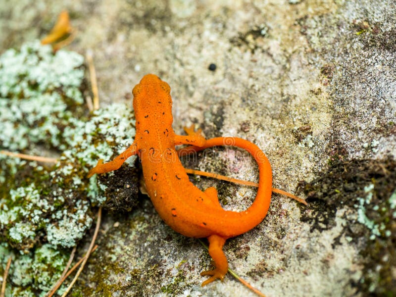 Red Spotted Newt stock photo. Image of poisonous, spot, newt - 8336