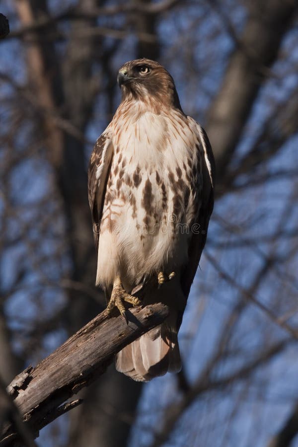 Eastern Red Tail Hawk #2. stock image. Image of branch - 68385791