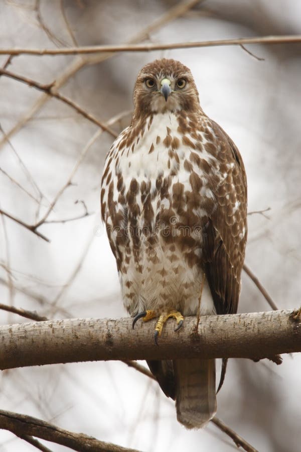 Eastern Red-tailed Hawk stock image. Image of buteo, brown - 7088499