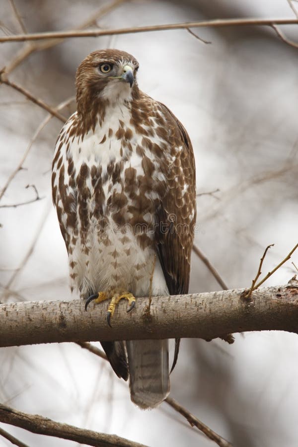 Eastern Red-tailed Hawk stock image. Image of plumage - 7338885