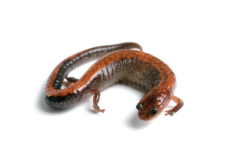 Baby Red Backed Salamander