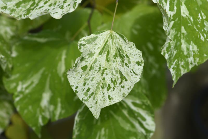 Eastern Redbud Alley Cat stock photo. Image of tree - 290241714