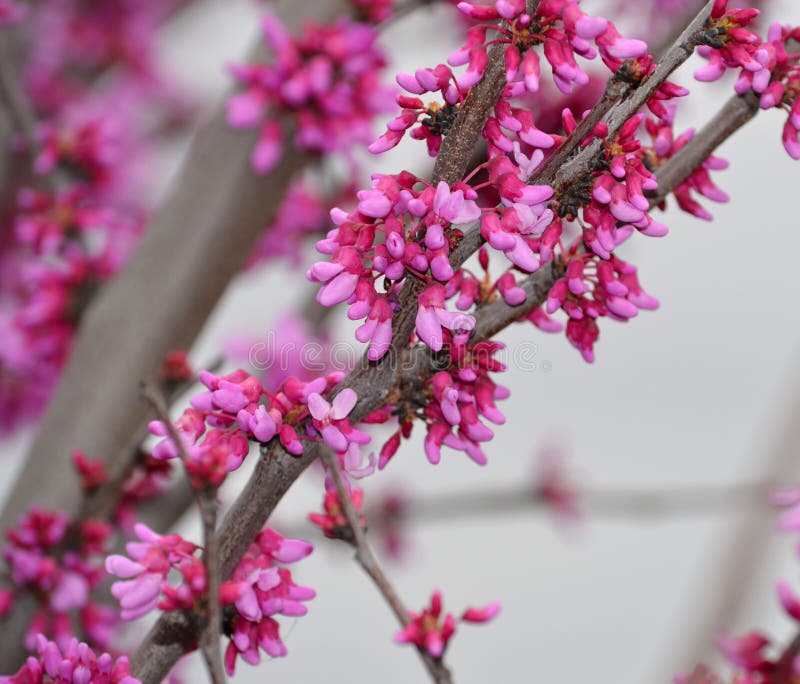 Eastern Redbud Buds and Blooms Stock Photo - Image of cercis, close ...