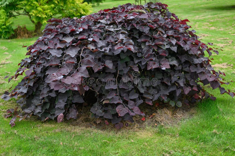 Eastern Redbud Cercis Canadensis Ruby Falls, Weeping Tree with Ruby ...