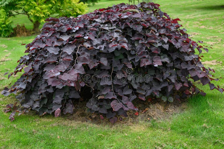 Eastern Redbud Cercis Canadensis Ruby Falls, Weeping Tree with Ruby ...