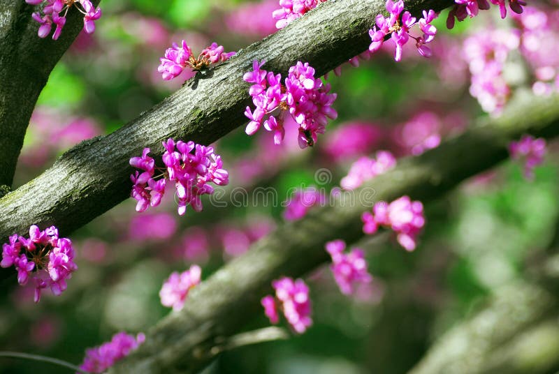Eastern redbud stock image. Image of bark, nature, deciduous - 45794119