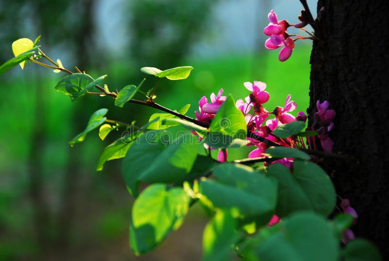 Eastern redbud stock image. Image of buds, showy, flowering - 45794689
