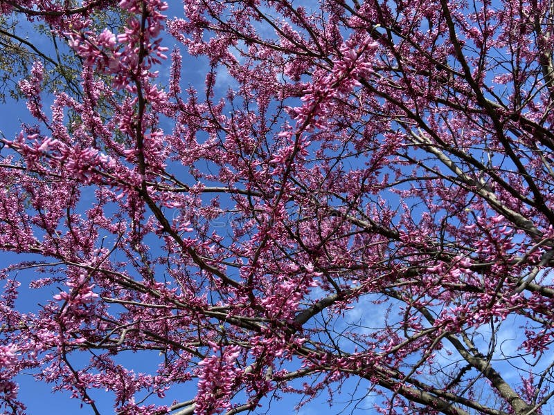 Eastern Redbud Flowers and Blue Sky in April Stock Photo - Image of ...